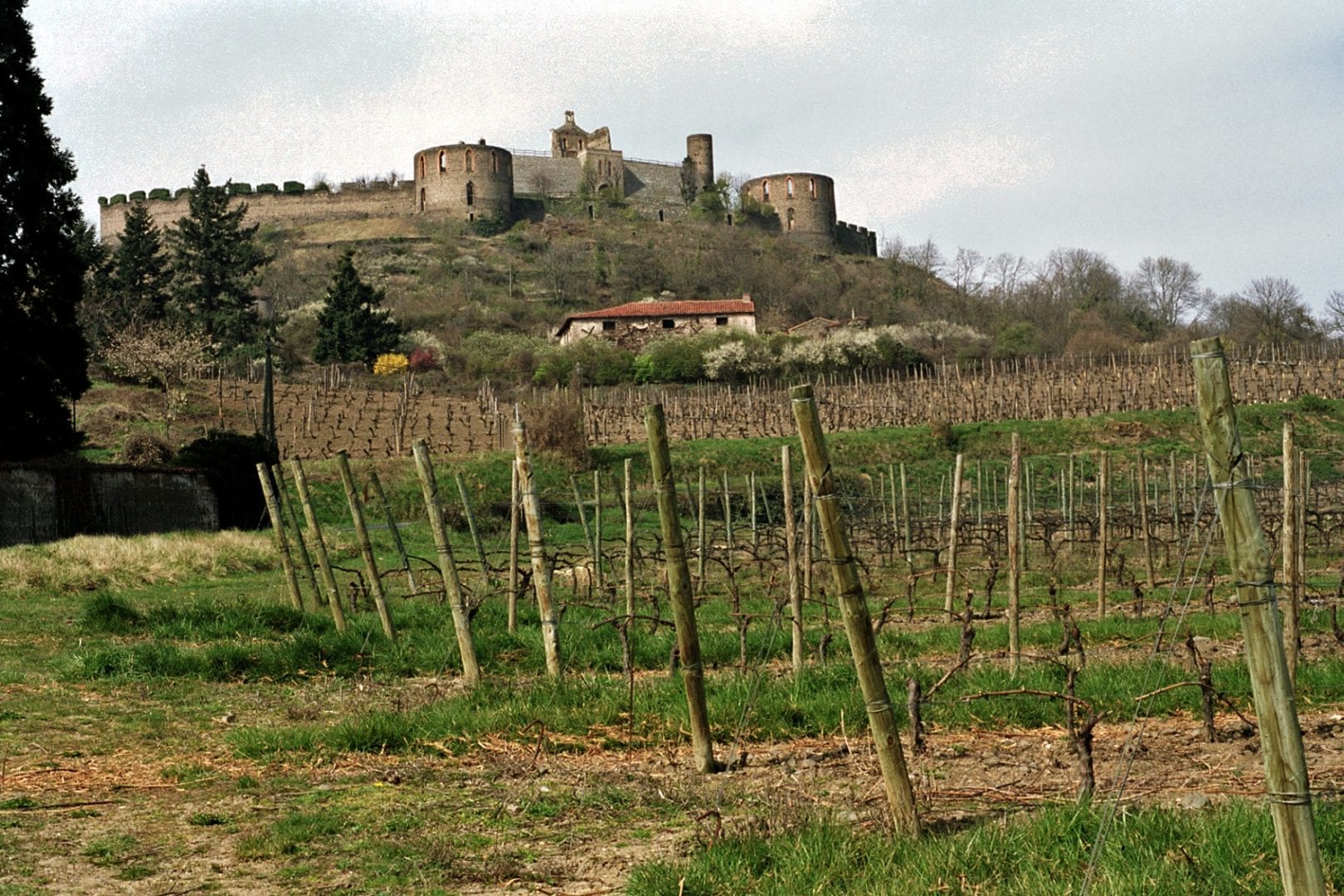 LE FOREZ - Vignoble - Cave Verdier Logel