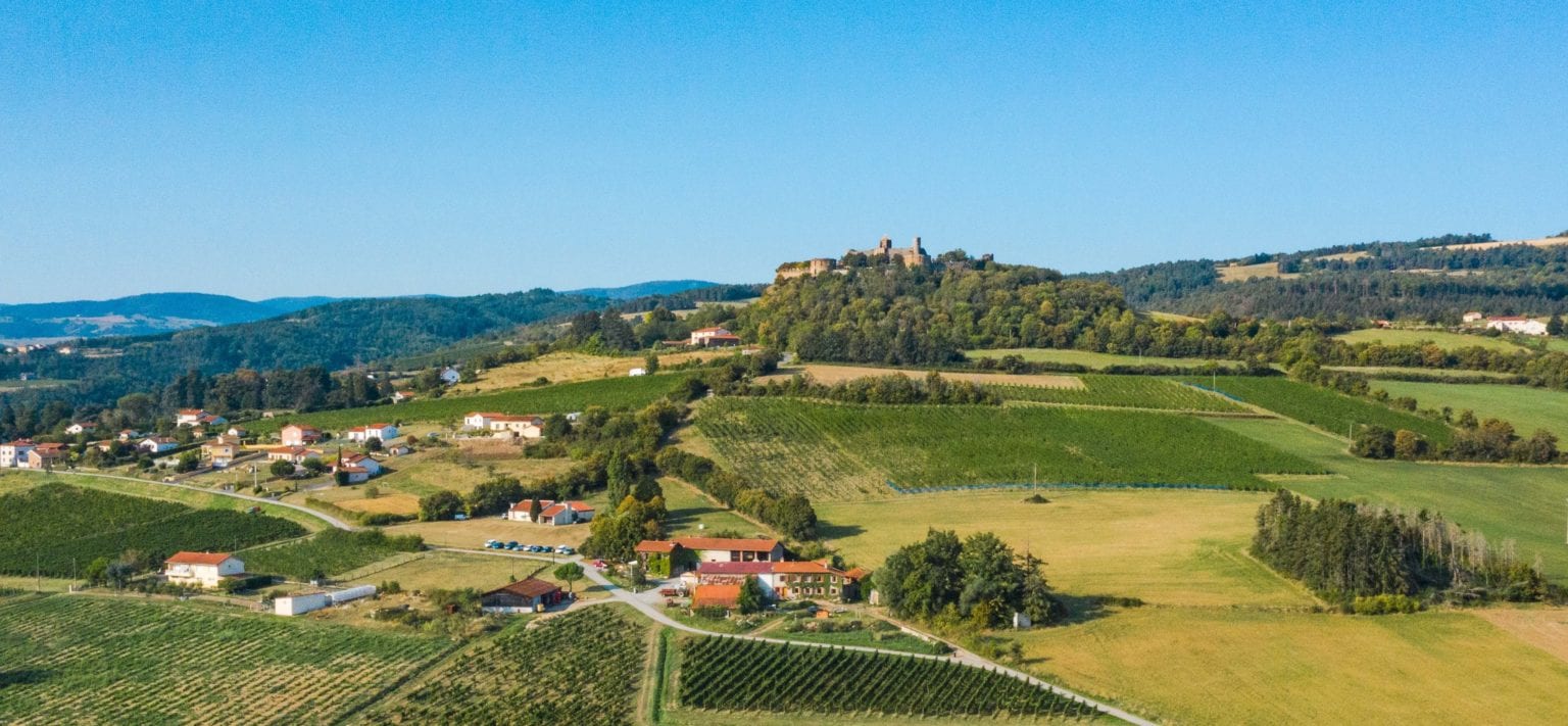 LE FOREZ - Vignoble - Cave Verdier Logel